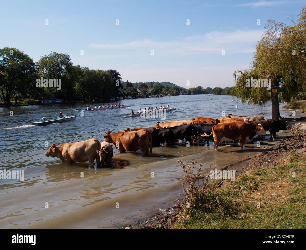 Rowers on the River Thames Bourne End and Marlow Buckinghamshire Stock ...