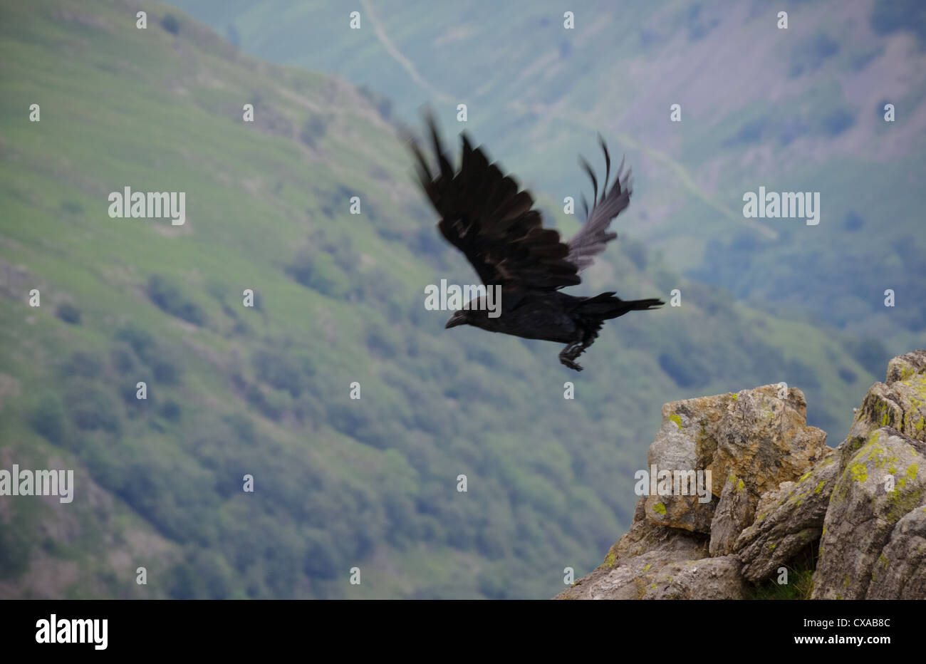 A crow takes off from the edge of a crag high up in the Lake District ...