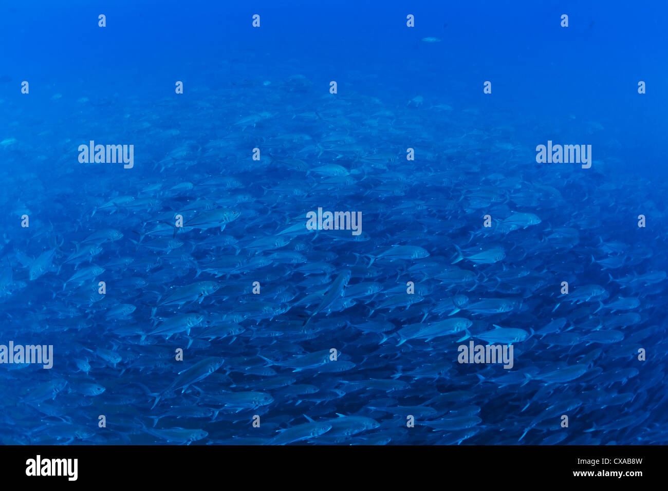 Blue jacks hi-res stock photography and images - Alamy
