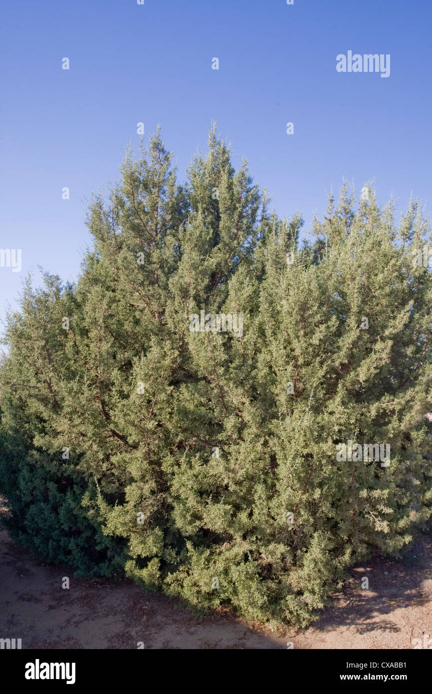 Utah Juniper - Juniperus osteosperma, Mojave desert, CA Stock Photo - Alamy