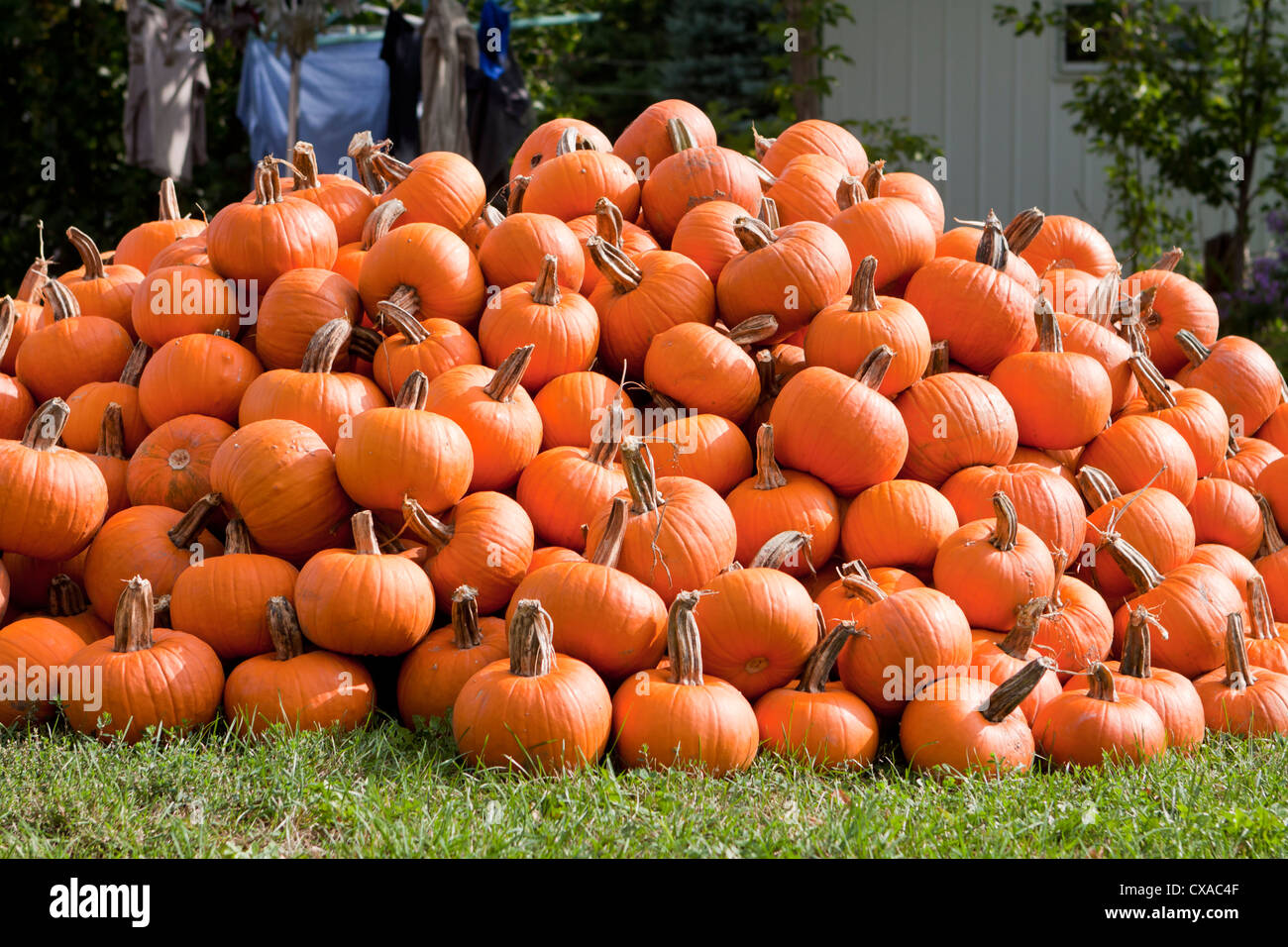 Cucurbita mixta hi-res stock photography and images - Alamy