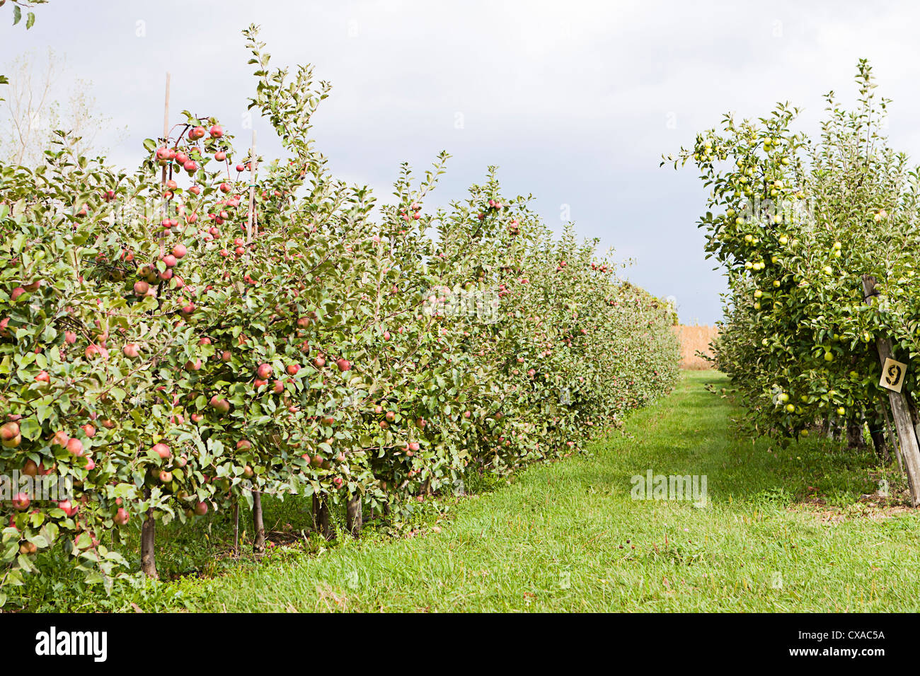 Apple orchard hi-res stock photography and images - Alamy
