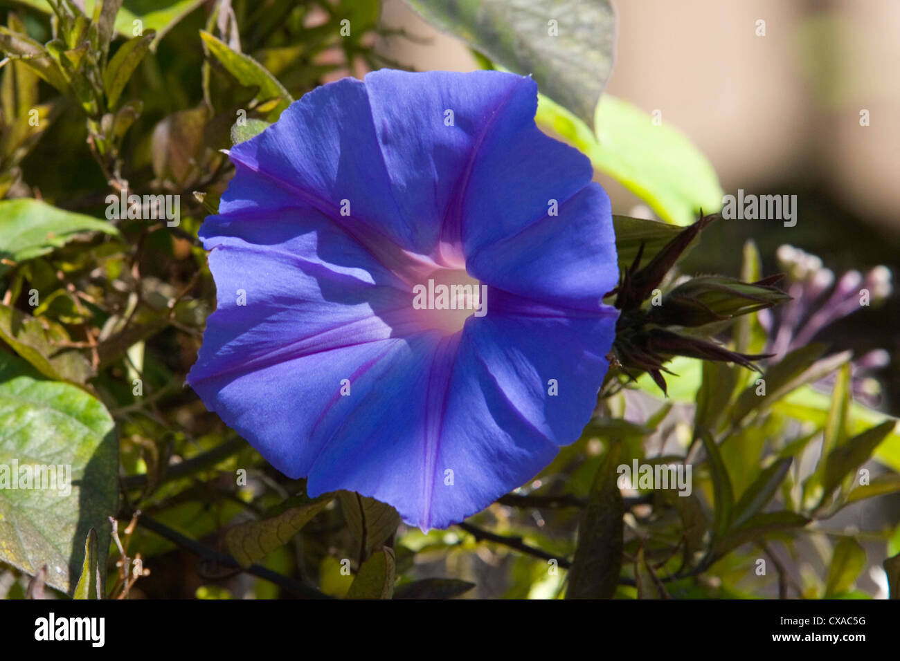 Morning glory spring hi-res stock photography and images - Alamy