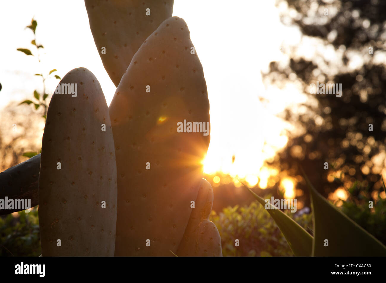 Cactus in sunset, horizontal Stock Photo - Alamy