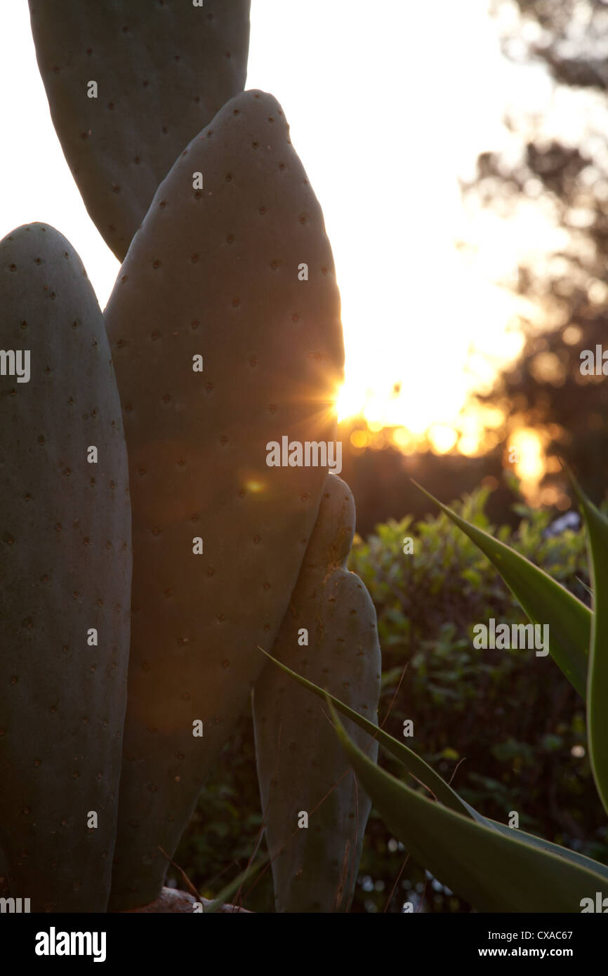 Cactus with sunset hi-res stock photography and images - Alamy