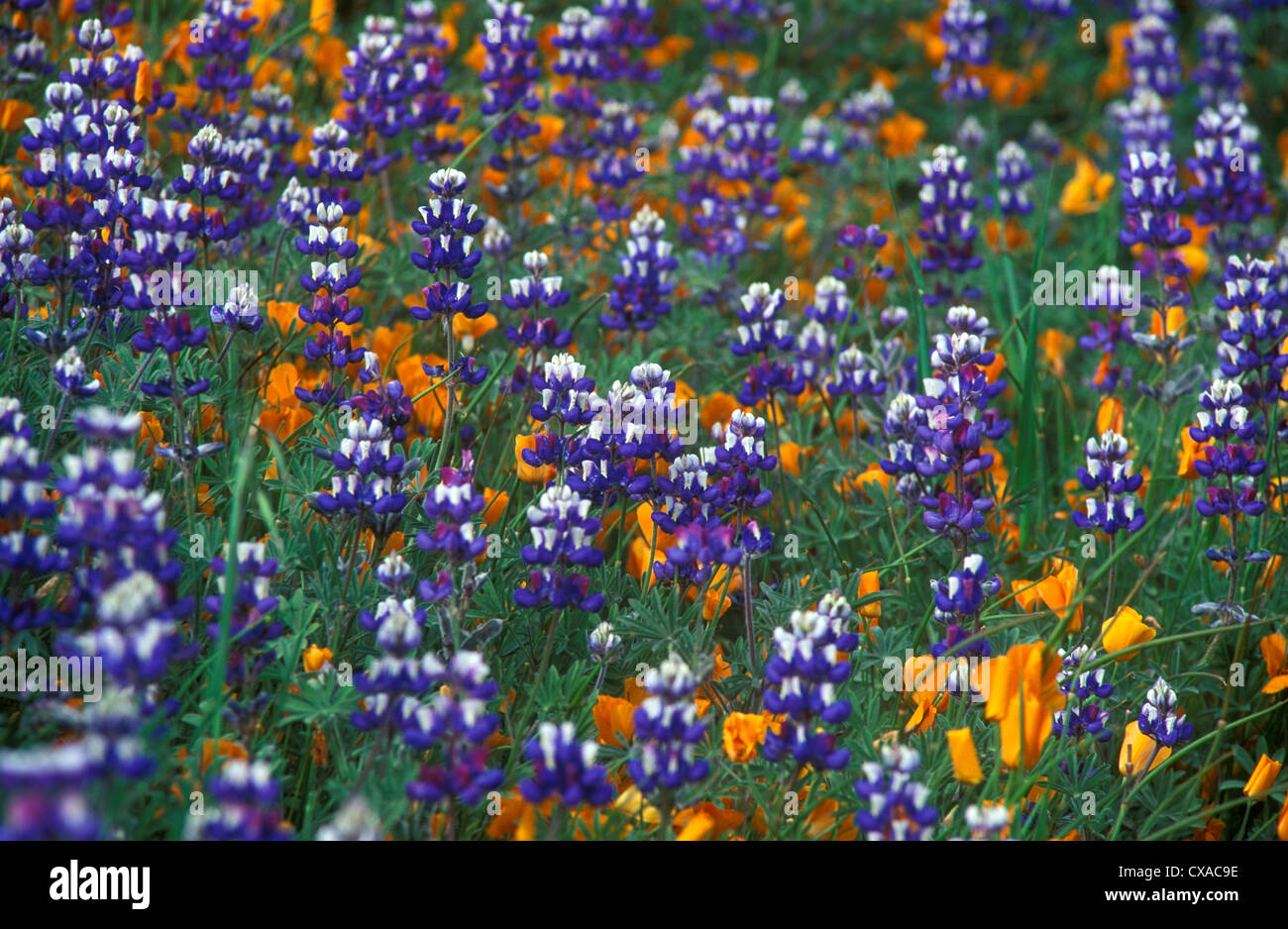 Lupine and California poppy flowers in bloom Stock Photo - Alamy