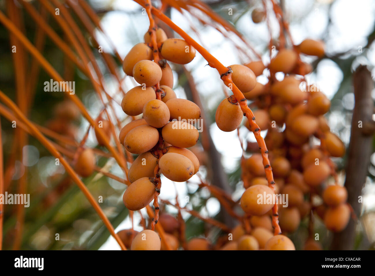 Ripe orange dates on the tree in clusters Stock Photo - Alamy