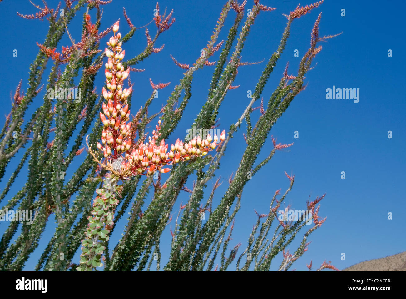 Mojave desert flowers hi-res stock photography and images - Alamy