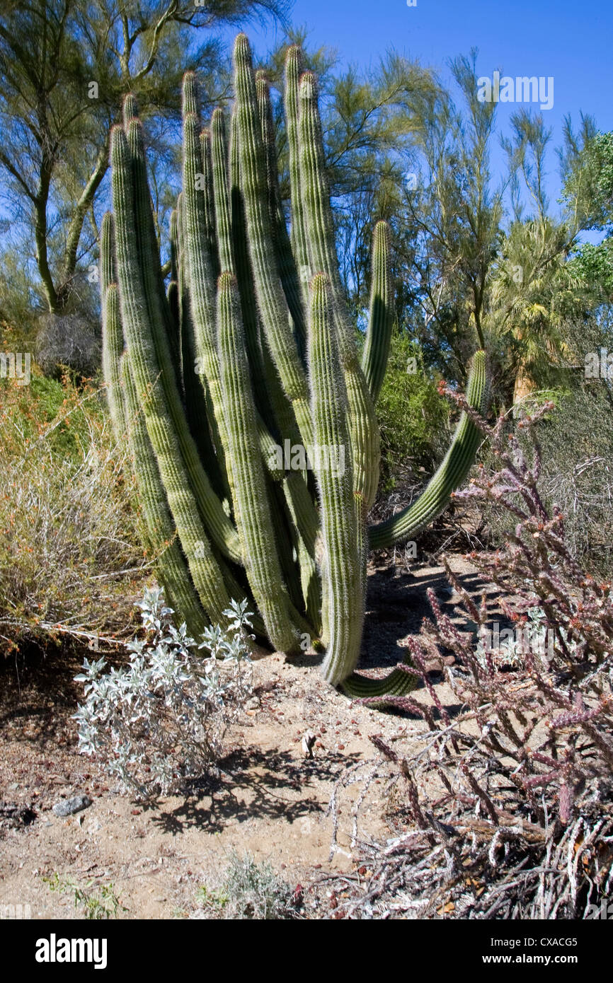 Cacti in organ pipe cactus hi-res stock photography and images - Alamy