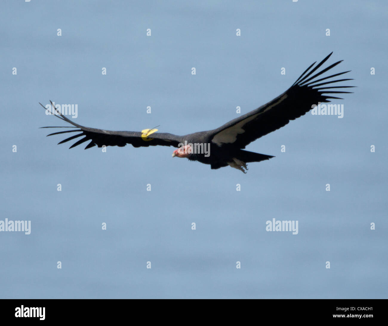 Condor in flight hi-res stock photography and images - Alamy