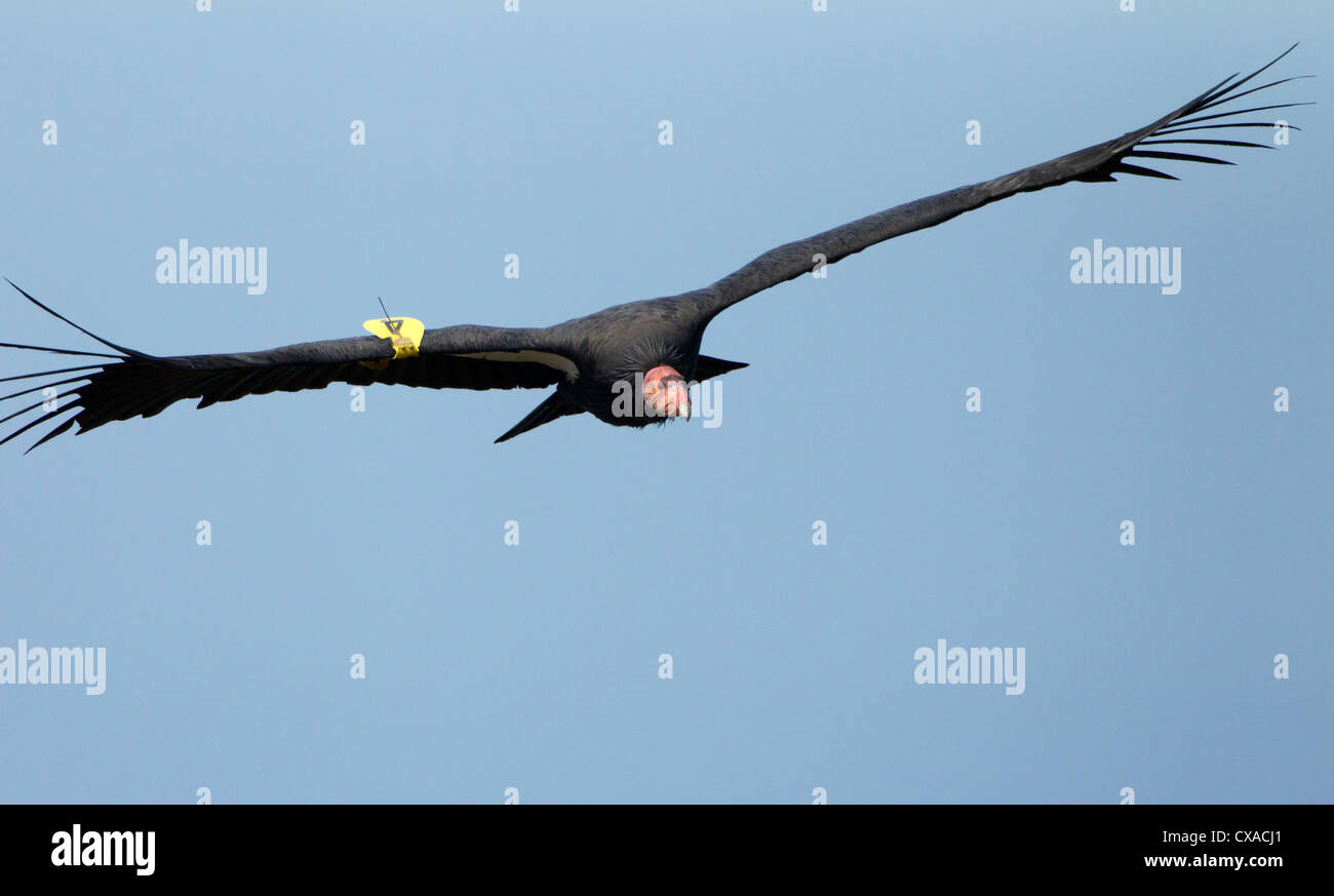 California Condor in Flight Stock Photo - Alamy