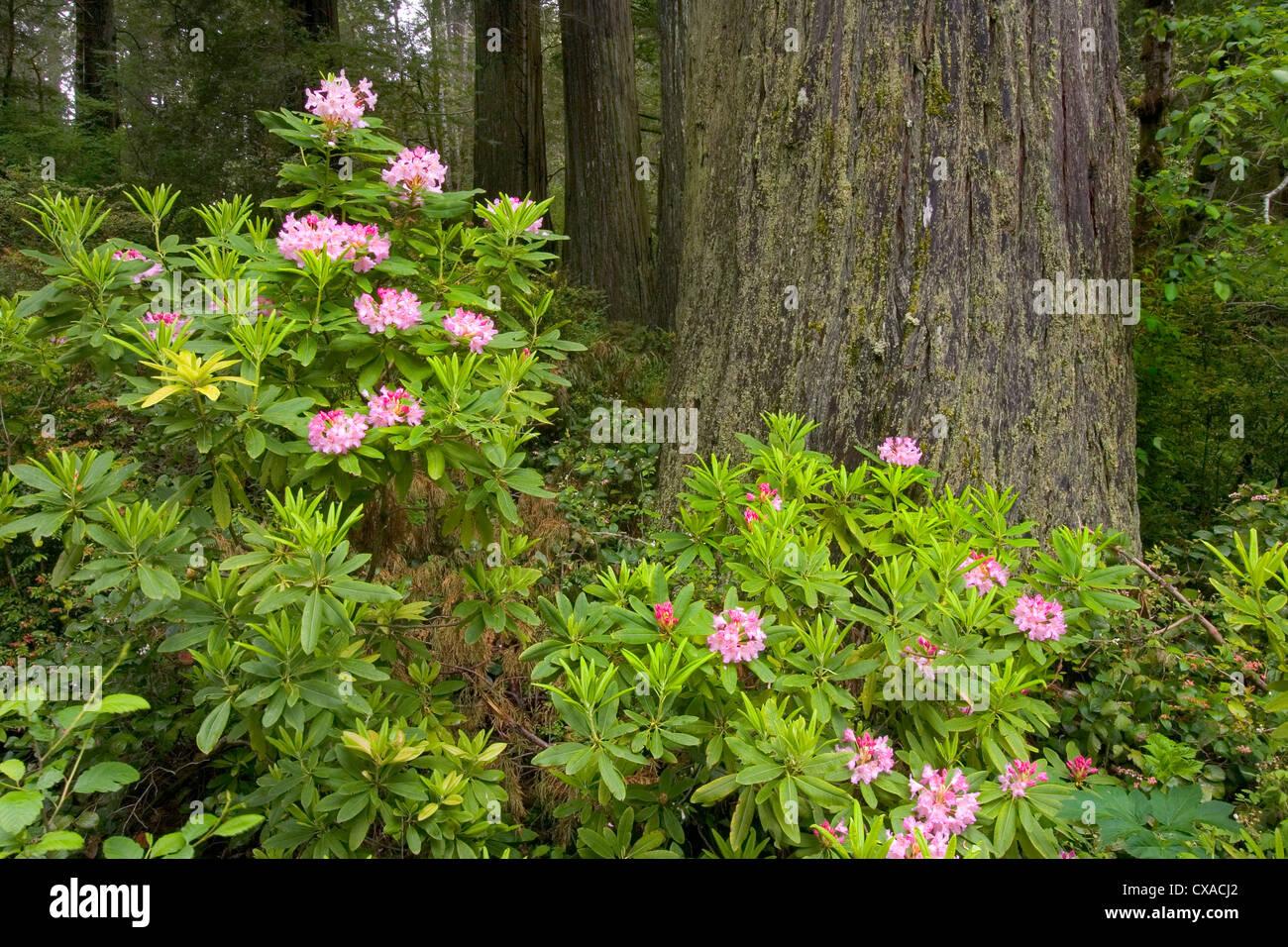 Rhodendrum hi-res stock photography and images - Alamy