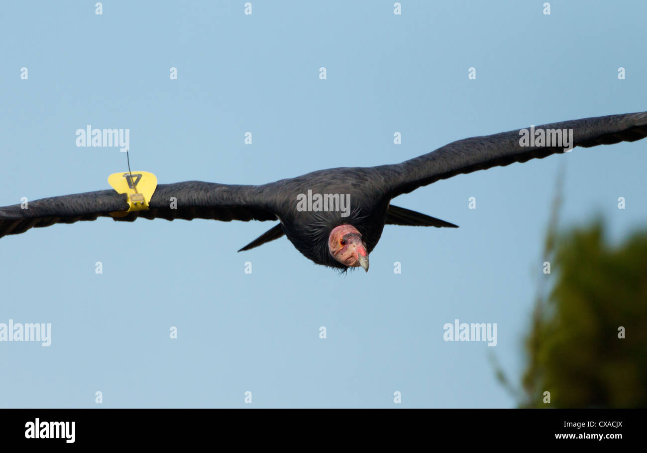 California Condor in Flight Stock Photo - Alamy