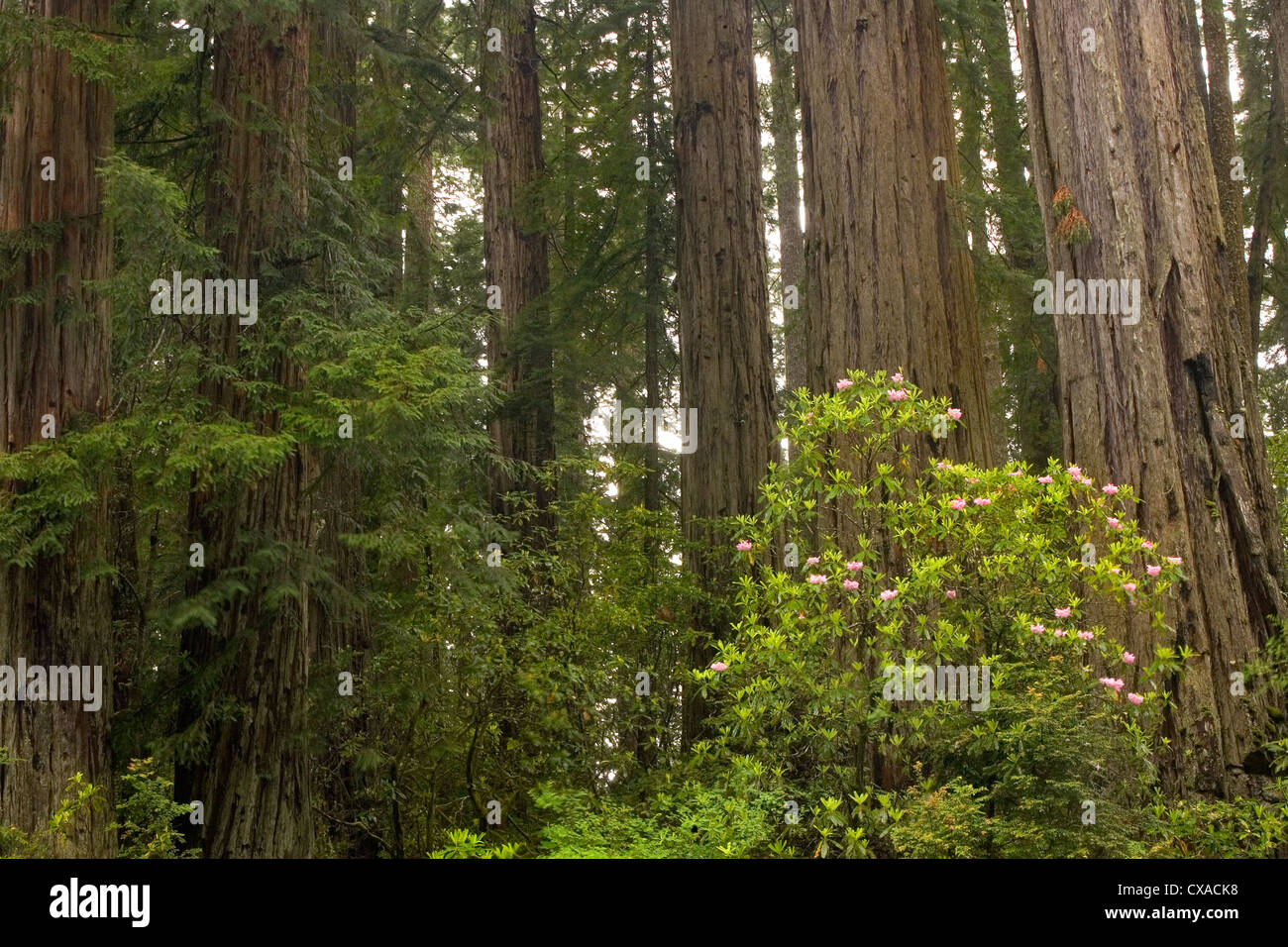 A rhododendrum blooms in a redwood forest Stock Photo - Alamy