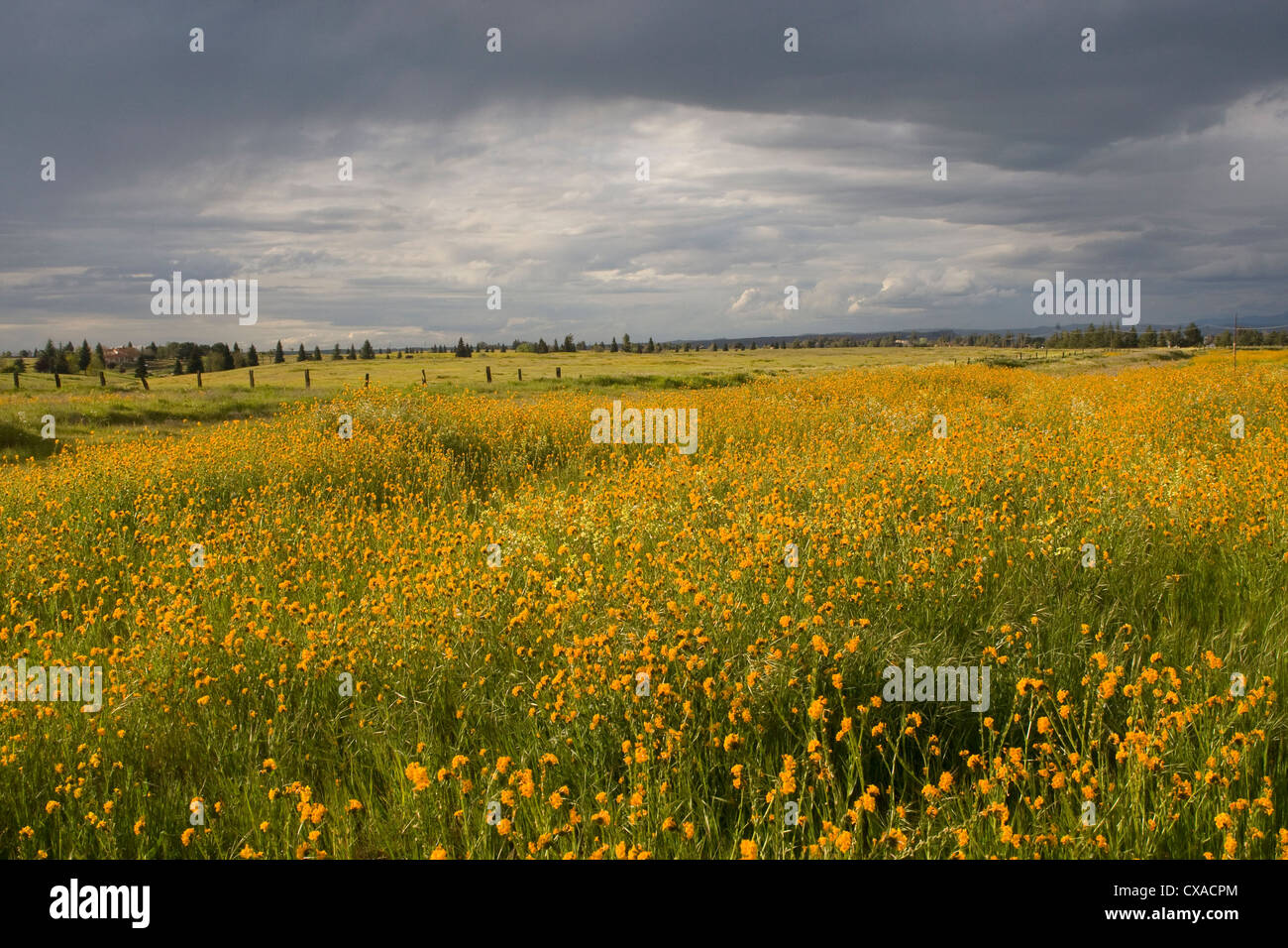 Wildflowers bloom in a California meadow as a storm brews on the ...