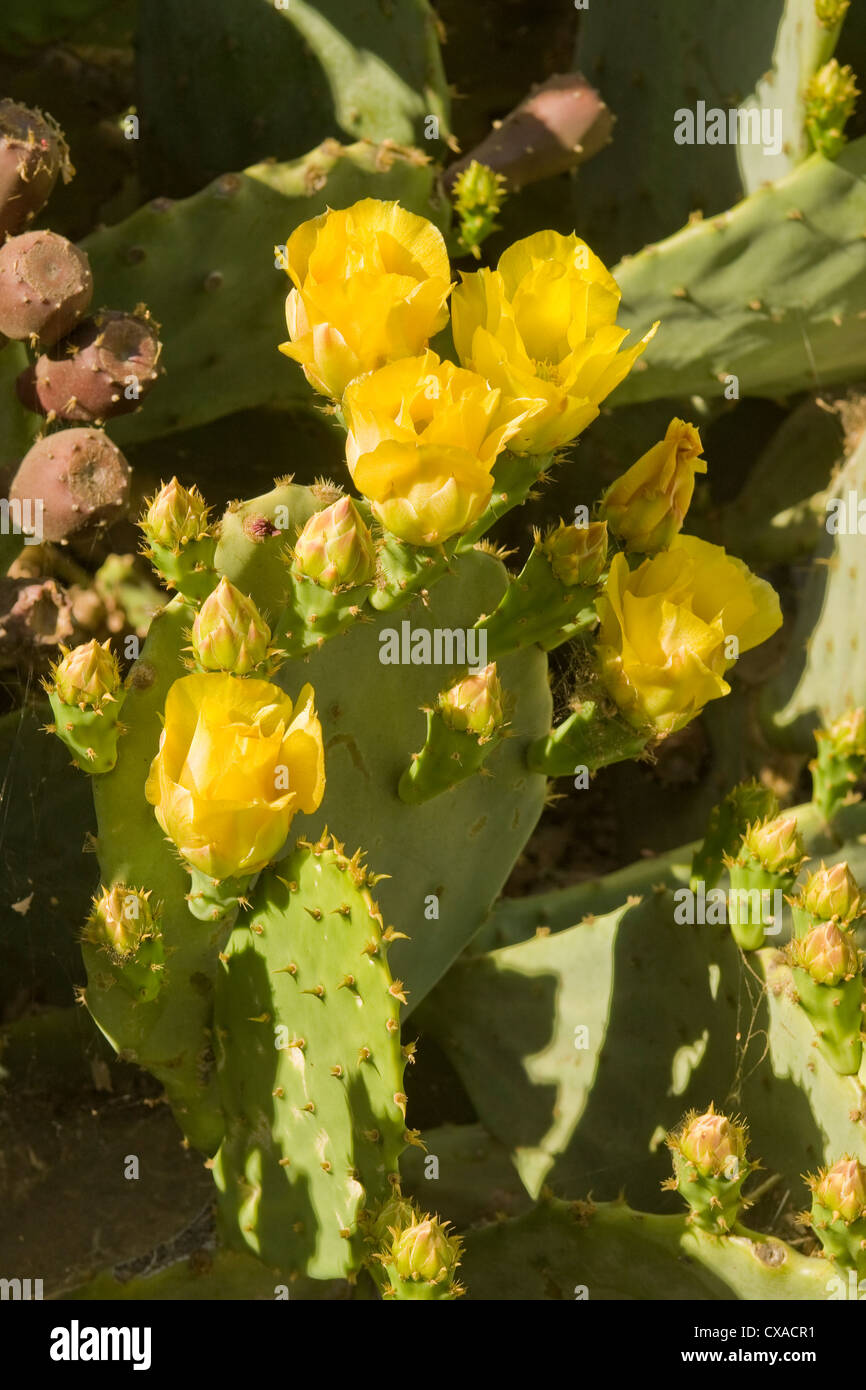 Yellow flowering cactus hi-res stock photography and images - Alamy