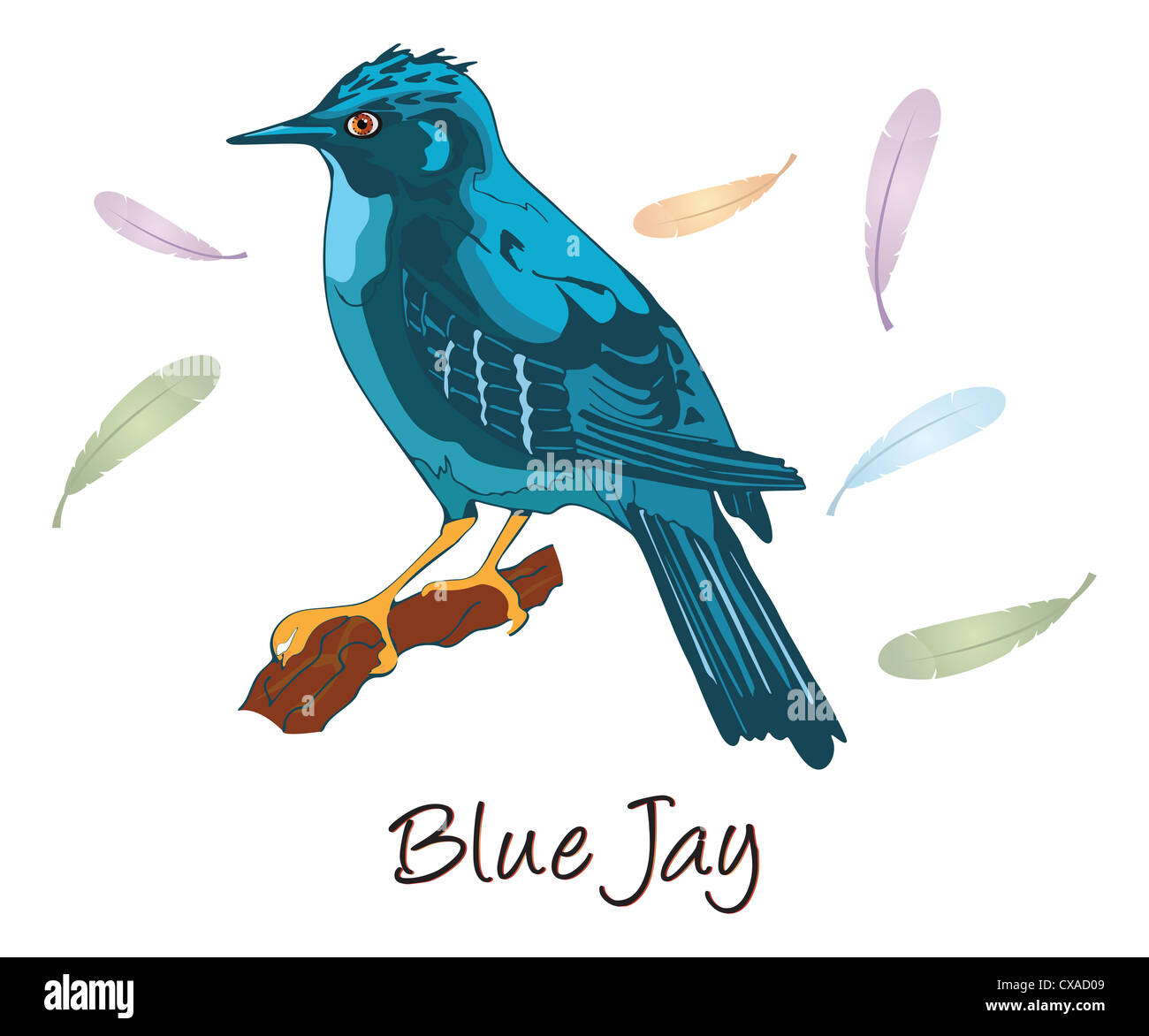 Jay bird illustration hi-res stock photography and images - Alamy
