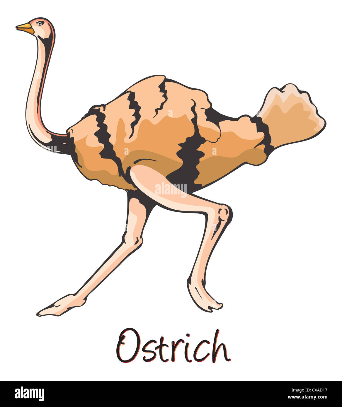 Ostrich, Running, Color Illustration Stock Photo - Alamy