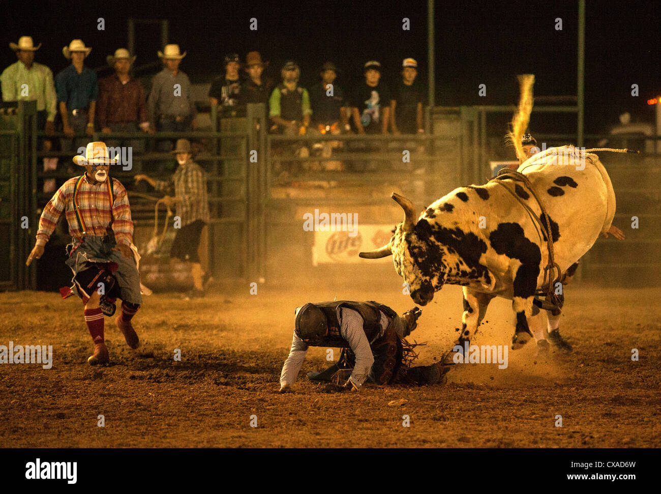 Rodeo rider hi-res stock photography and images - Alamy