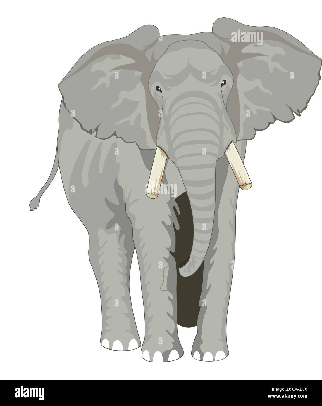 Elephant, Gray, Facing Front, vector illustration Stock Photo - Alamy