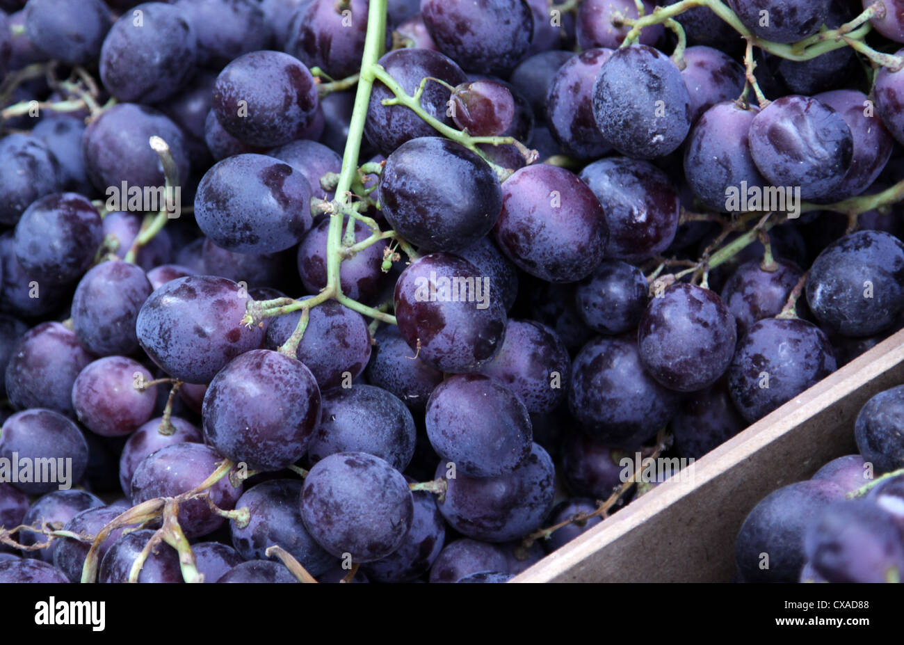Bunches of purple grapes hi-res stock photography and images - Alamy