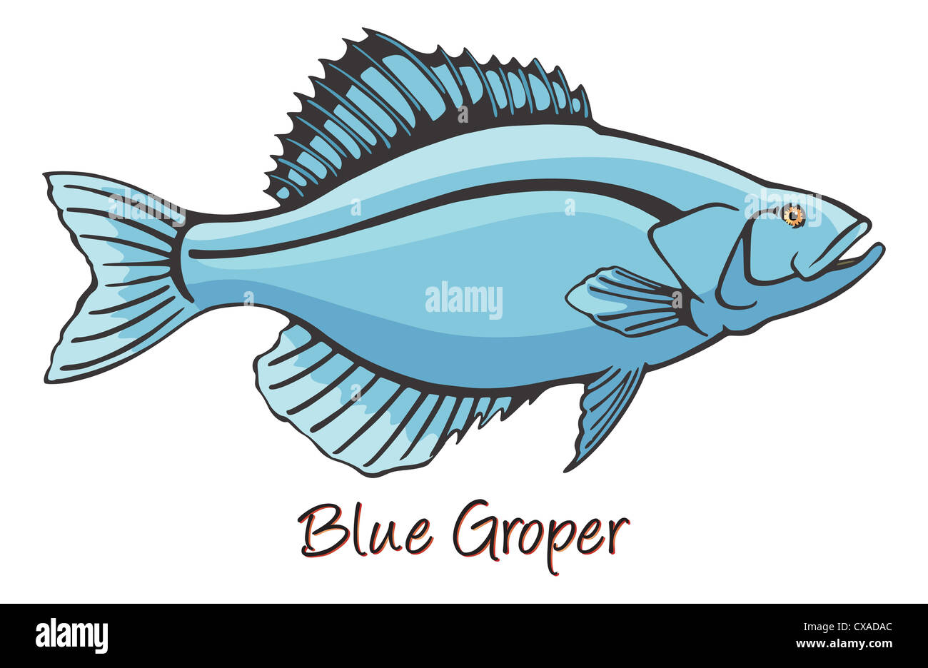 Blue groper Cut Out Stock Images & Pictures - Alamy
