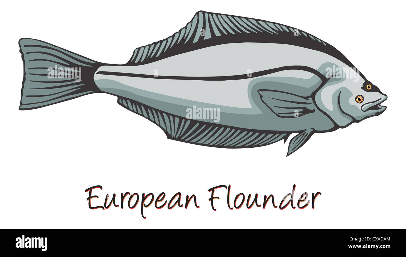 Flounder illustration hi-res stock photography and images - Alamy