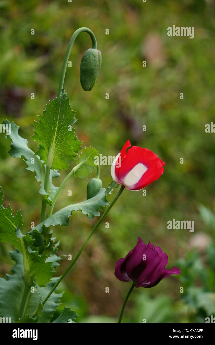 real opium flower group red green purple Stock Photo - Alamy
