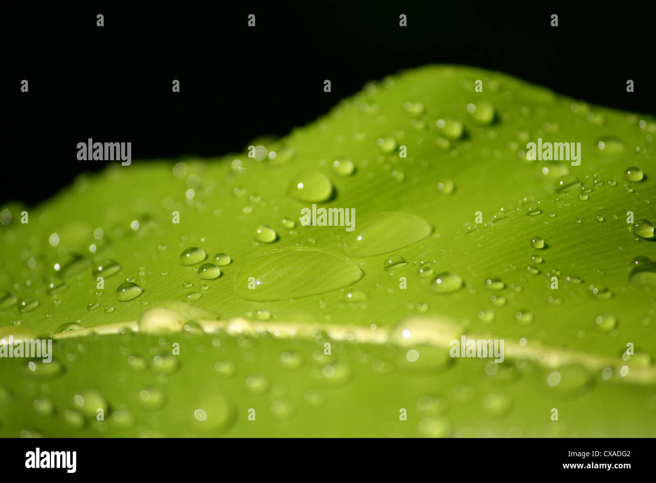 close up drop foliage leaf green Stock Photo - Alamy