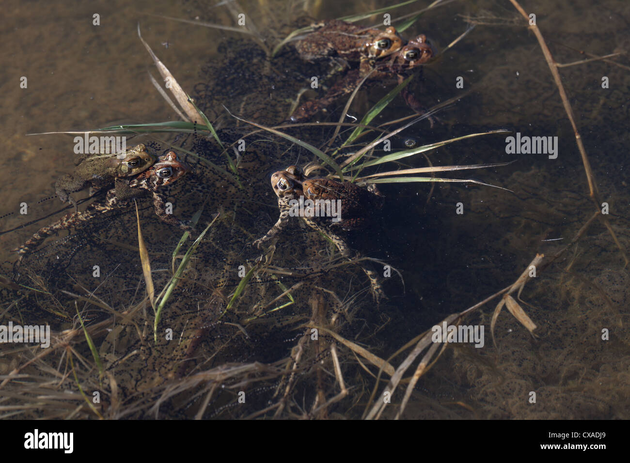American toads spawning Stock Photo - Alamy