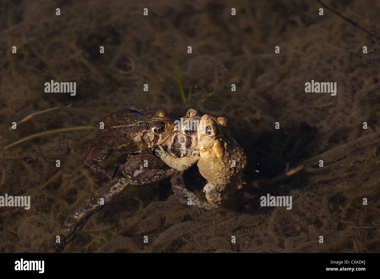 American toads spawning Stock Photo - Alamy