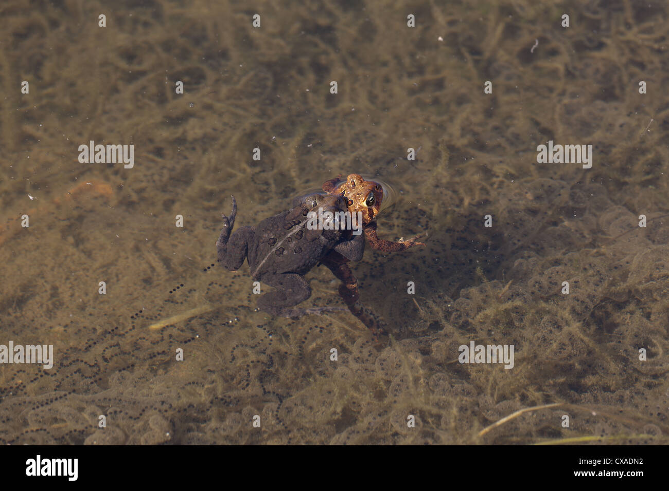 American toads spawning Stock Photo - Alamy