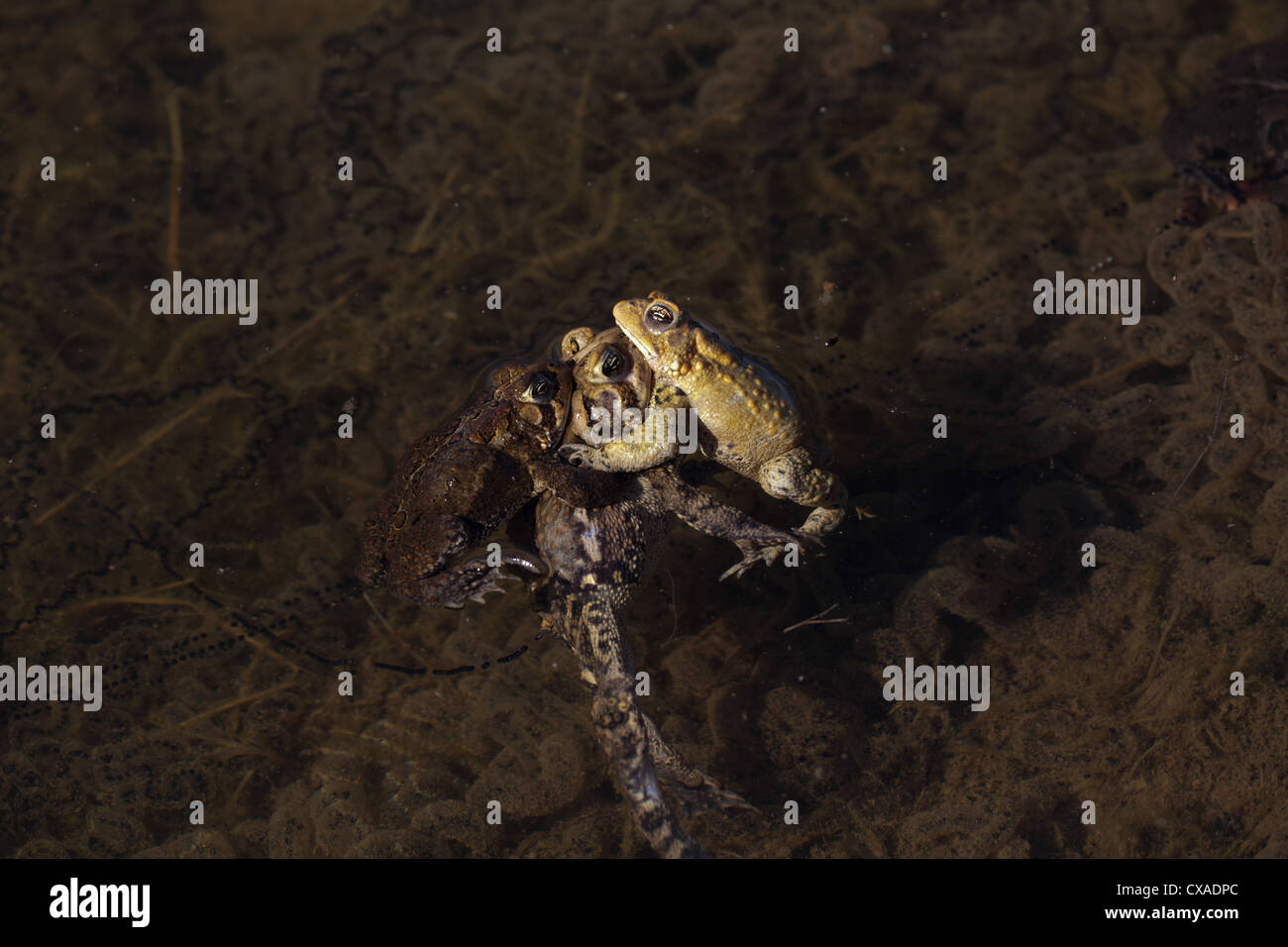 American toads spawning Stock Photo - Alamy