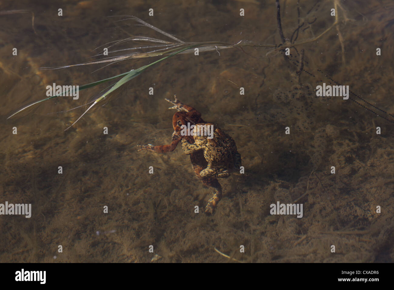 American toads spawning Stock Photo - Alamy