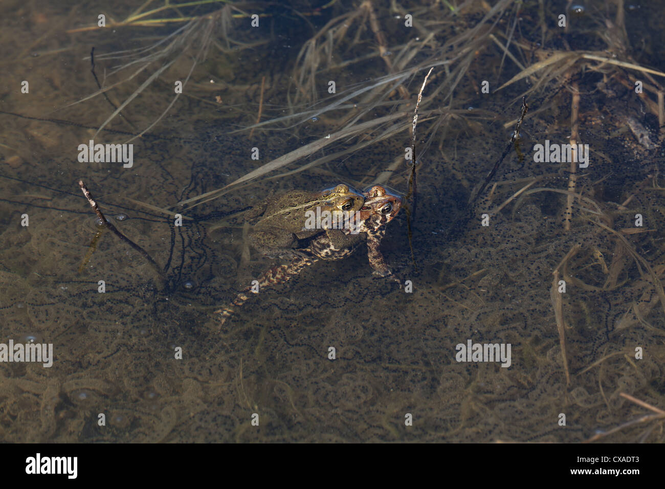 American toads spawning Stock Photo - Alamy