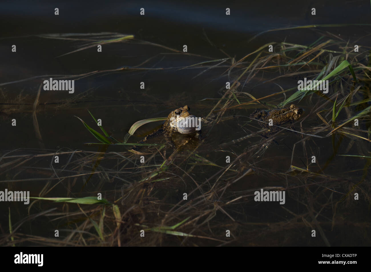 Throat sack hi-res stock photography and images - Alamy