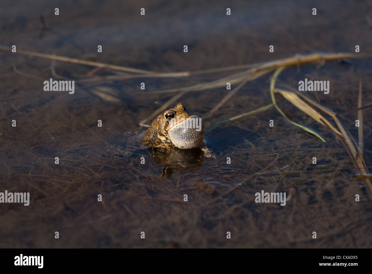 American toad hi-res stock photography and images - Alamy