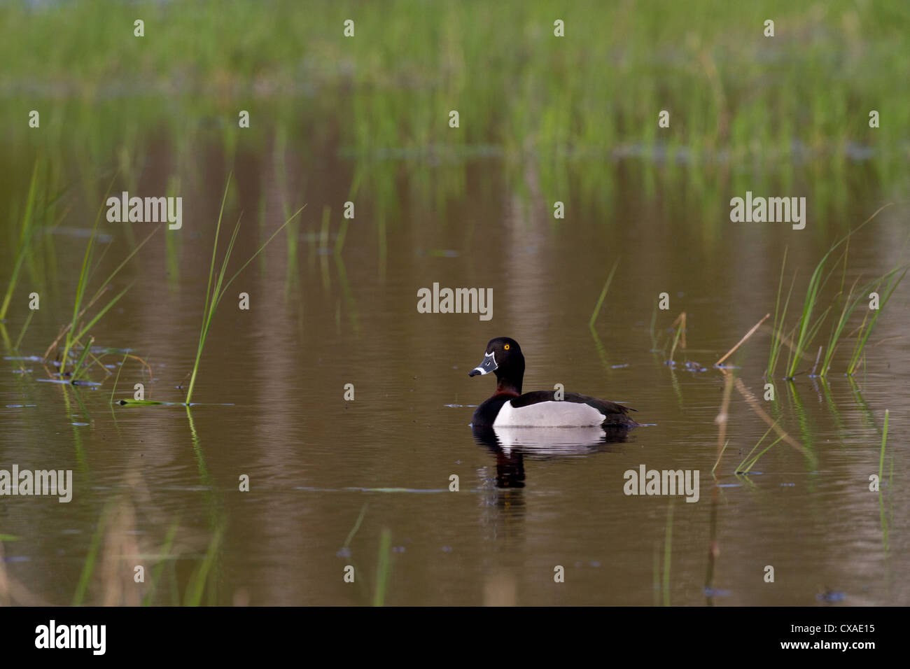 Drake ring-necked duck in spring Stock Photo - Alamy