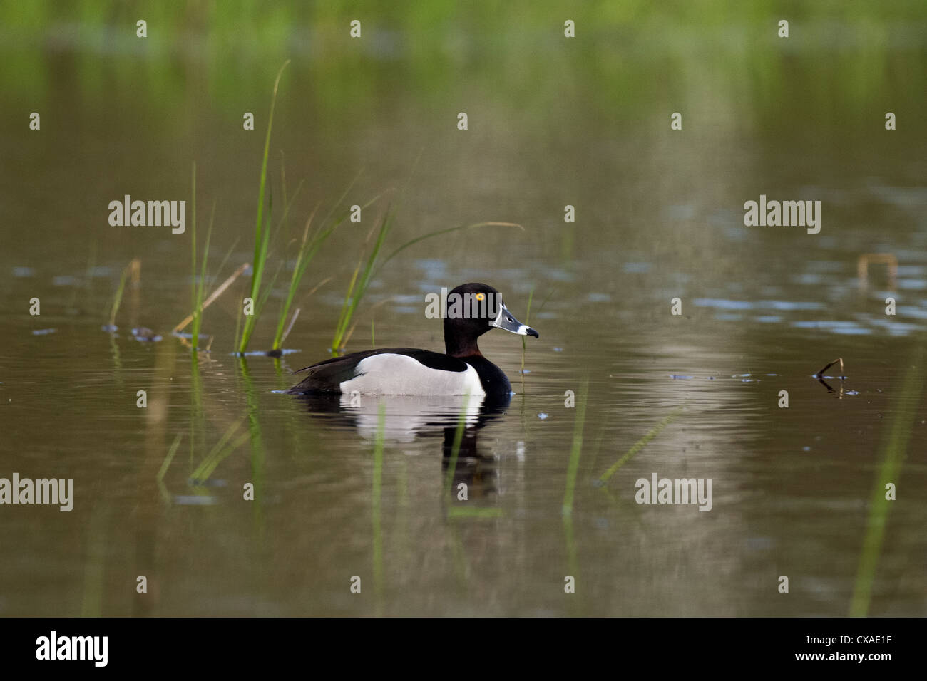 Drake ring-necked duck in spring Stock Photo - Alamy