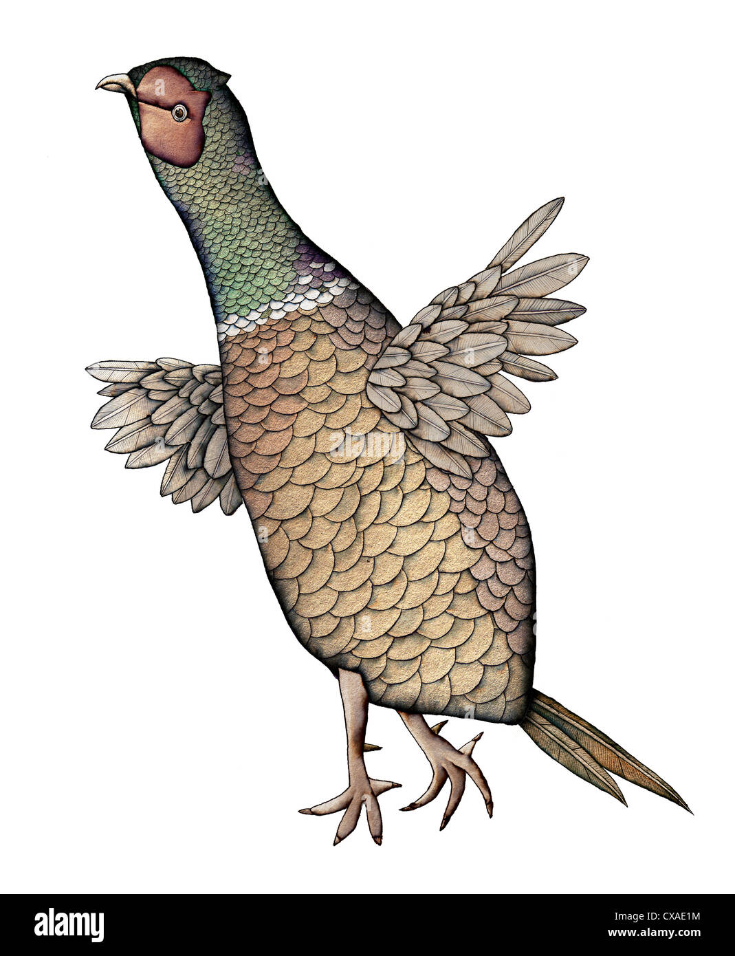 Pheasant drawing hi-res stock photography and images - Alamy