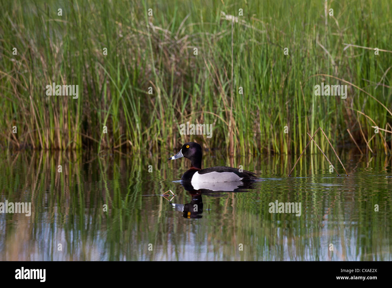 Drake ring-necked duck in spring Stock Photo - Alamy