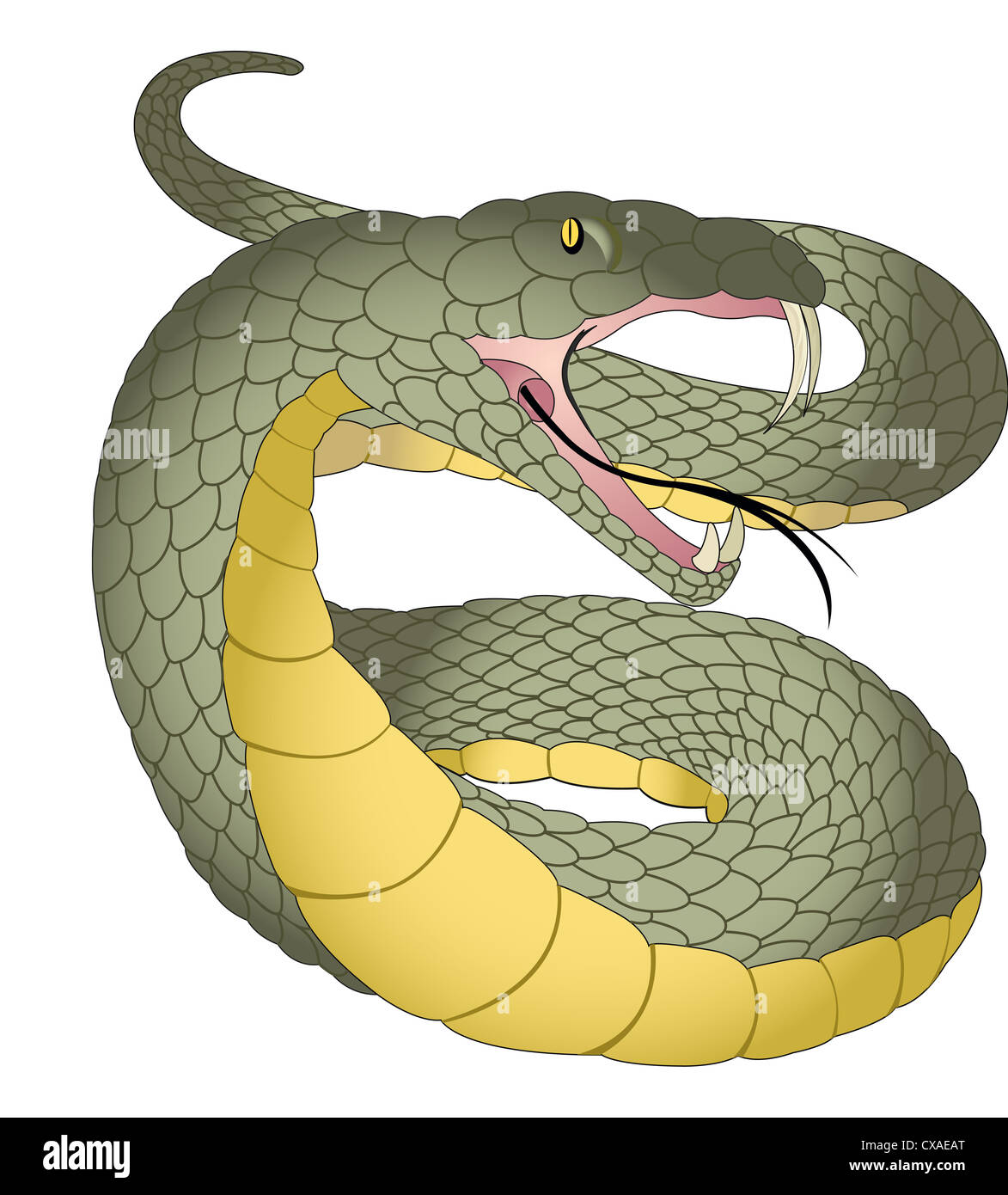 Venomous snake attacking hi-res stock photography and images - Alamy