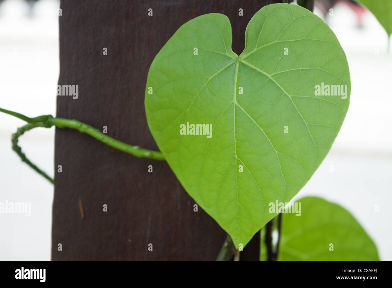 Plant leaf in heart shape hi-res stock photography and images - Alamy