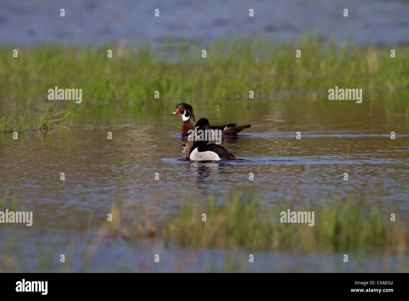 Ring necked duck hen hi-res stock photography and images - Alamy