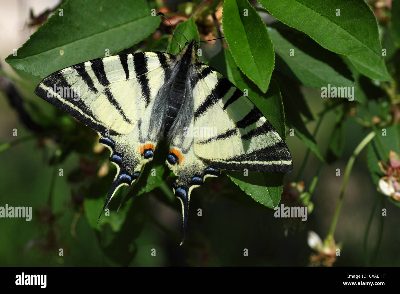 Butterfly tree hi-res stock photography and images - Alamy