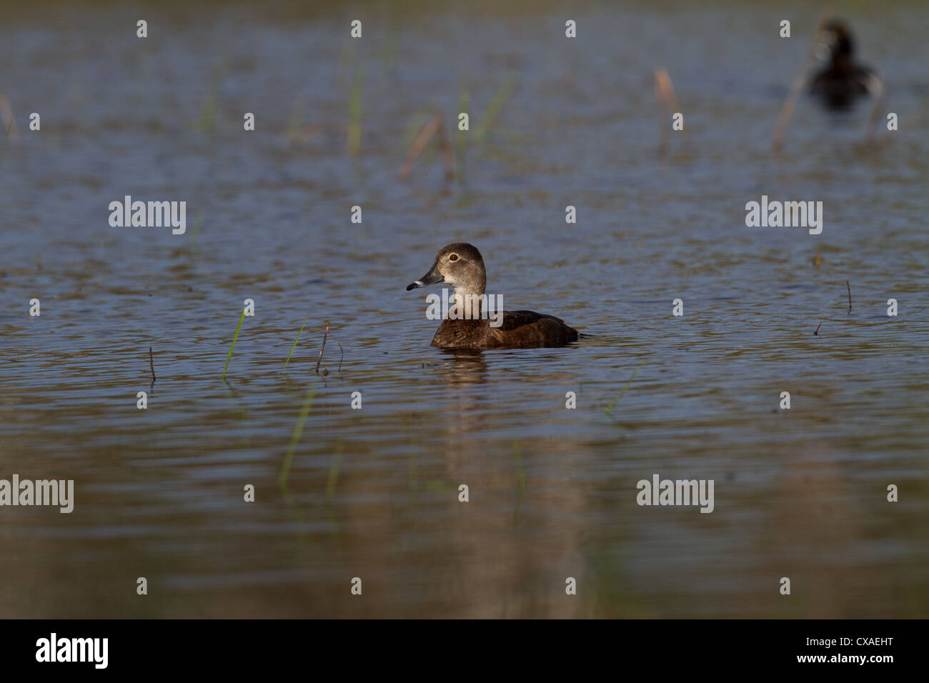 Ring necked duck hen hi-res stock photography and images - Alamy