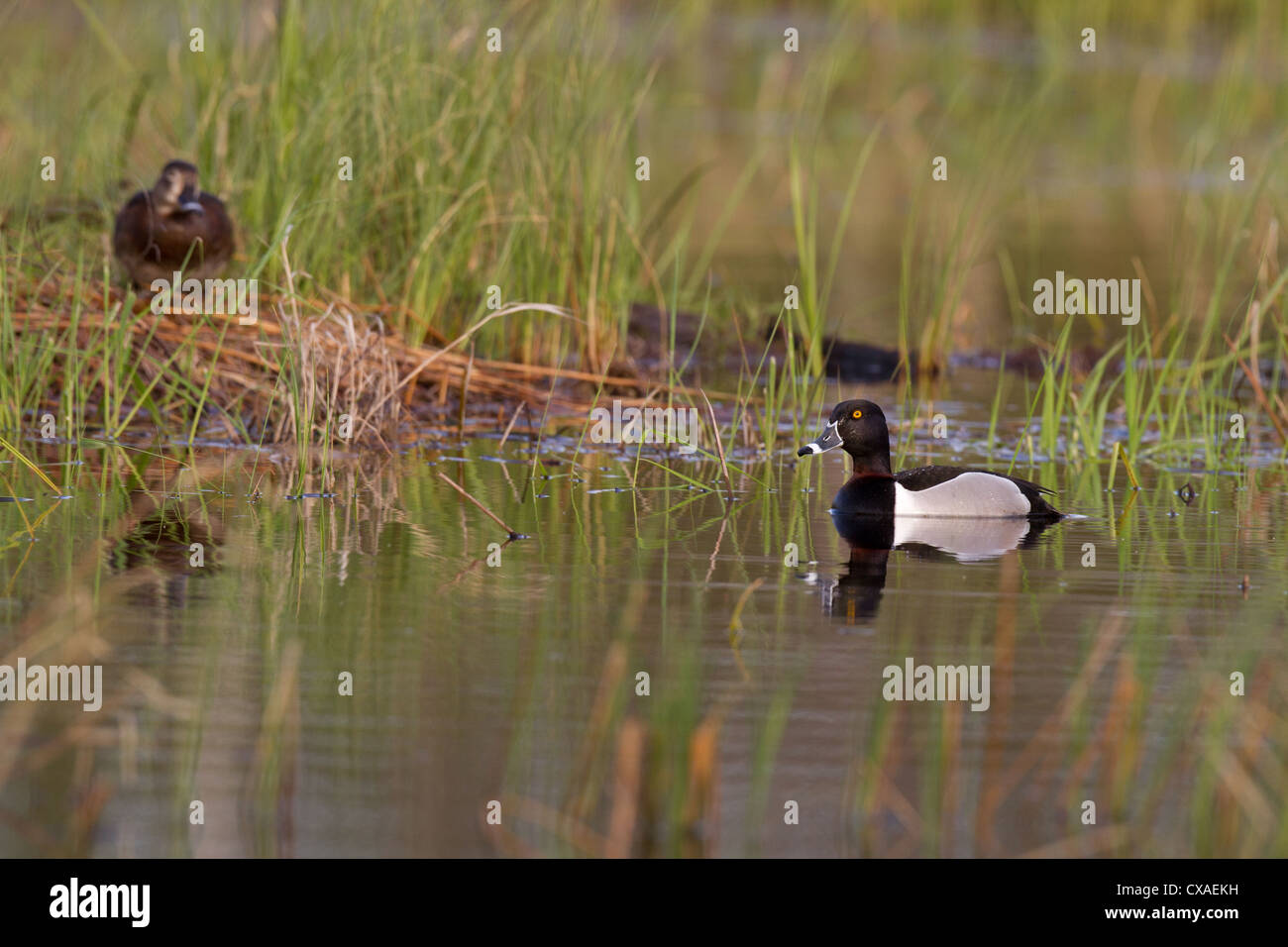 Ring necked duck hen hi-res stock photography and images - Alamy