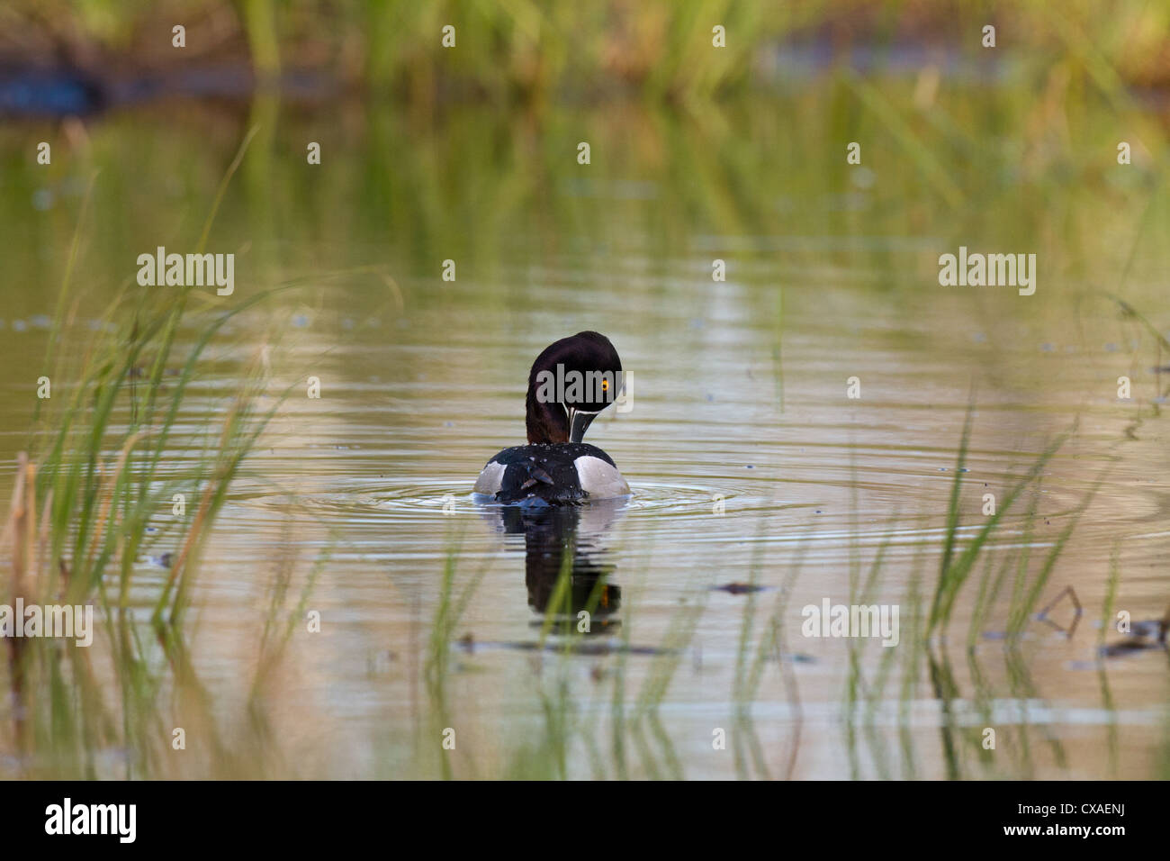 Drake ring-necked duck in spring Stock Photo - Alamy