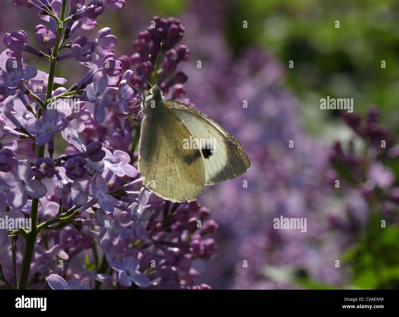 White cabbage butterfly hi-res stock photography and images - Alamy