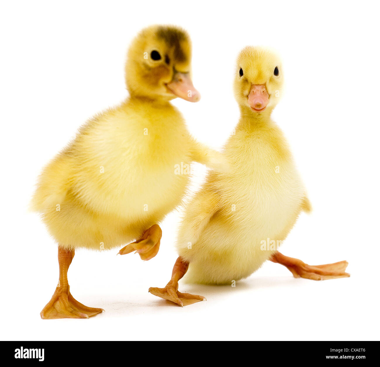 funny ducklings isolated on white. Focus on right Stock Photo - Alamy